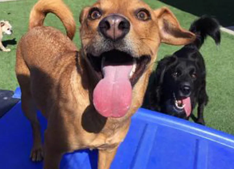 Dog Blog - Metro Dog